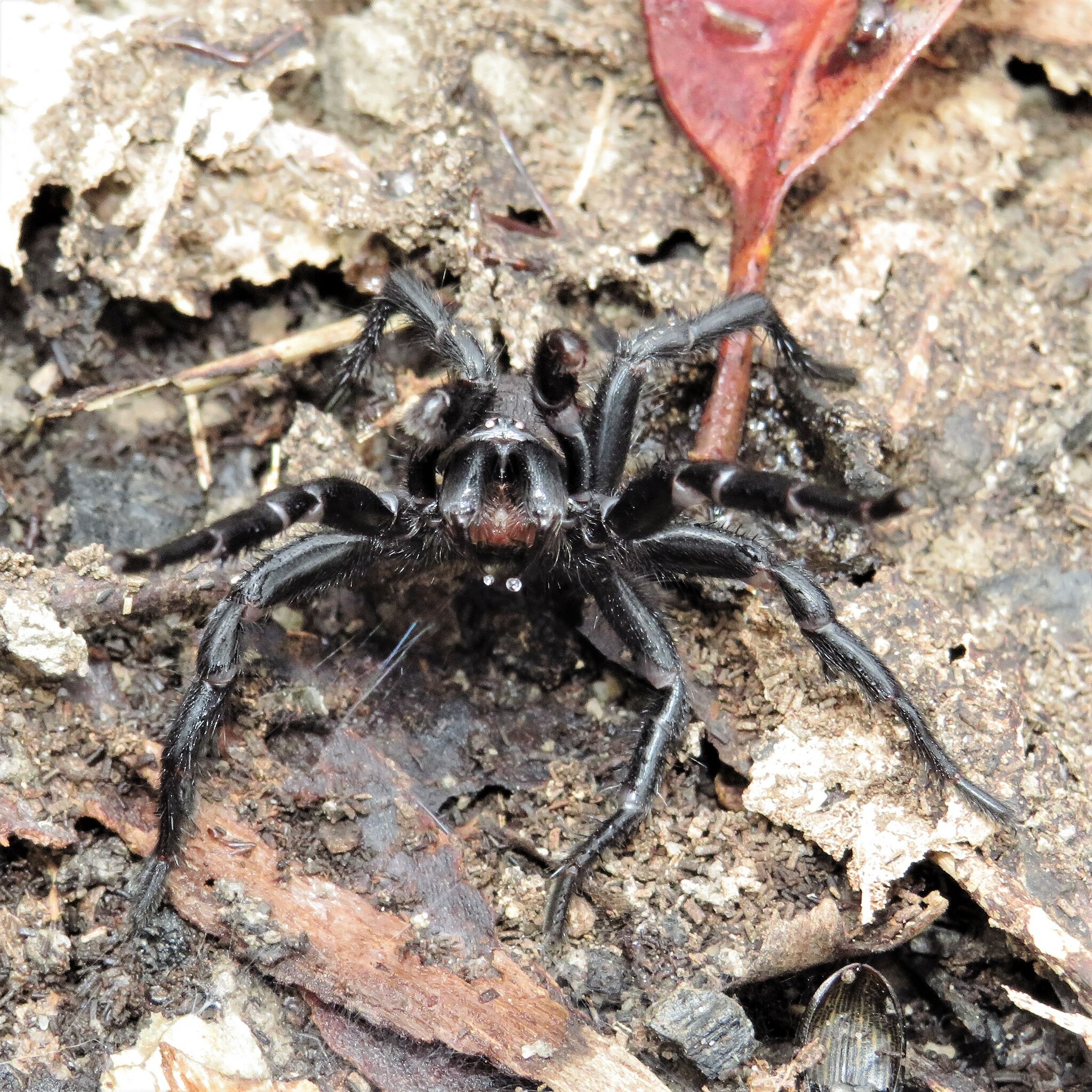 Atrax sutherlandi Gray, 2010