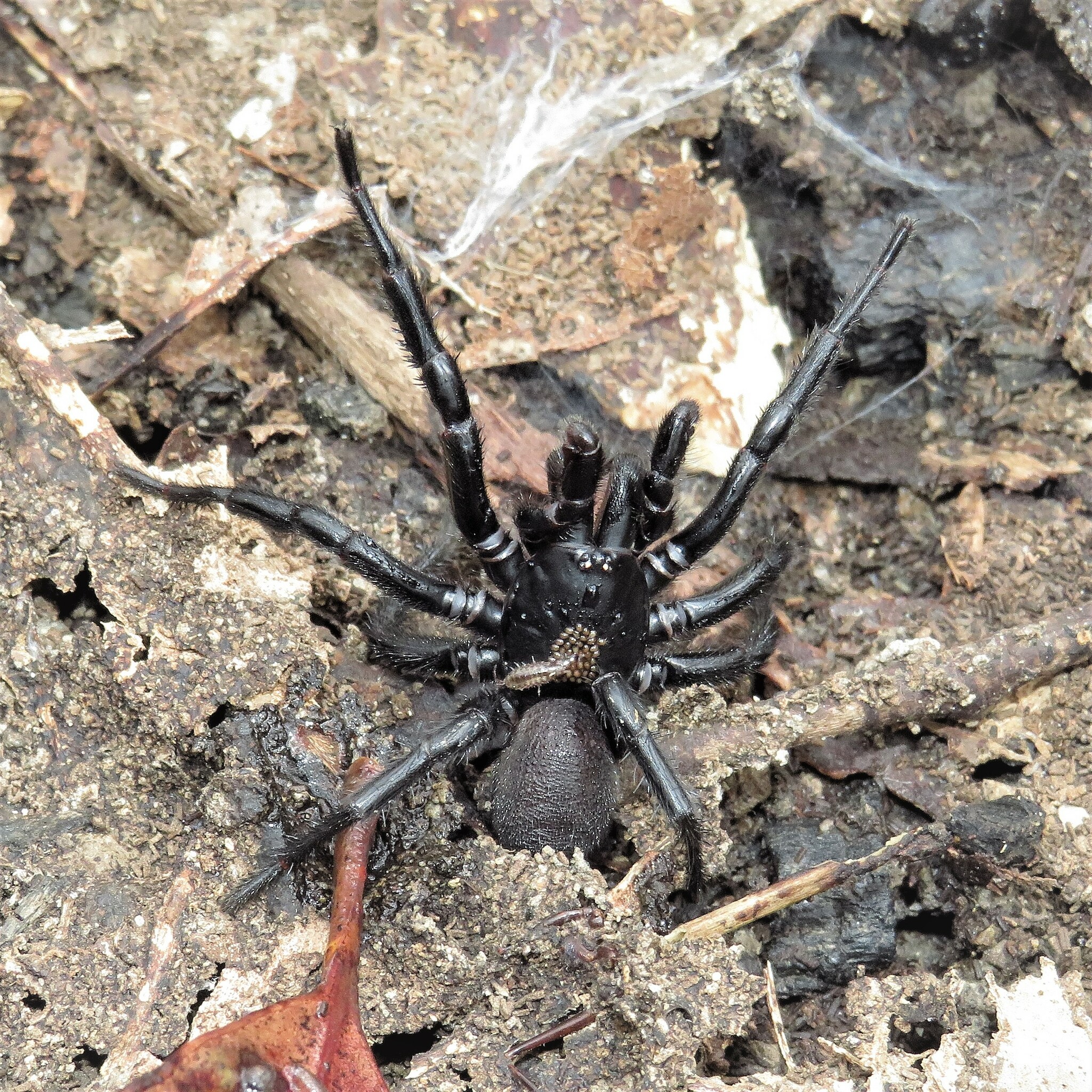 Atrax sutherlandi Gray, 2010