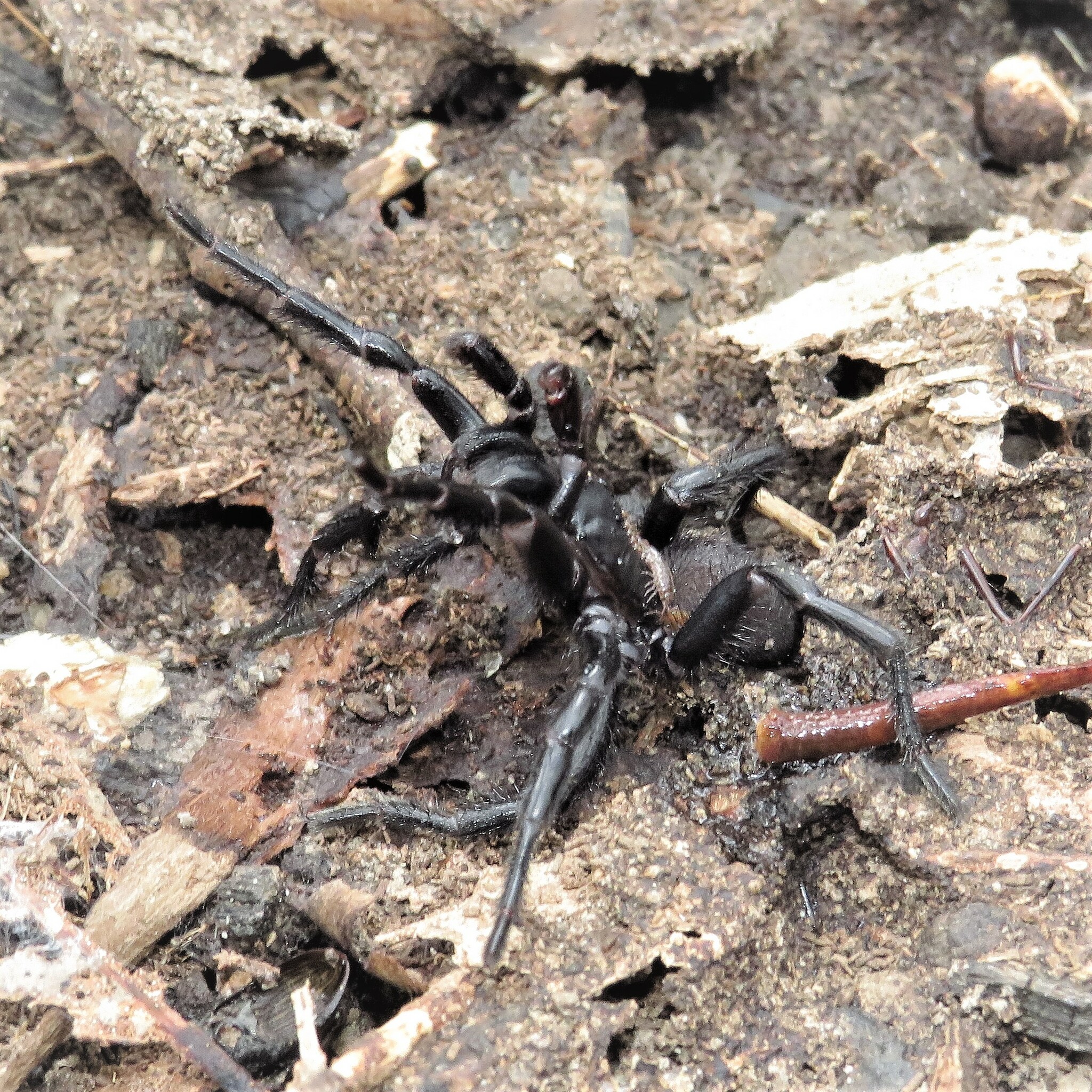 Atrax sutherlandi Gray, 2010