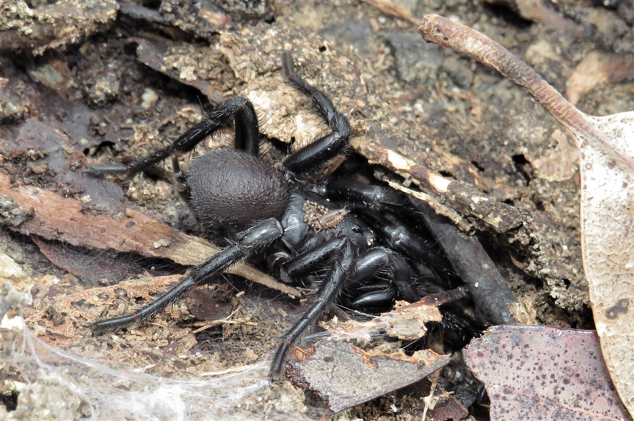 Atrax sutherlandi Gray, 2010