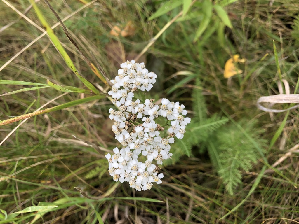 common yarrow from Lakehead University, Thunder Bay, ON, CA on ...