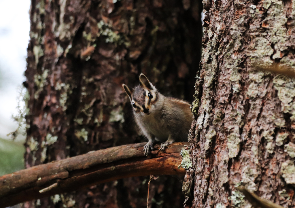 Durango Chipmunk from Pueblo Nuevo, Dgo., México on September 03, 2022 ...