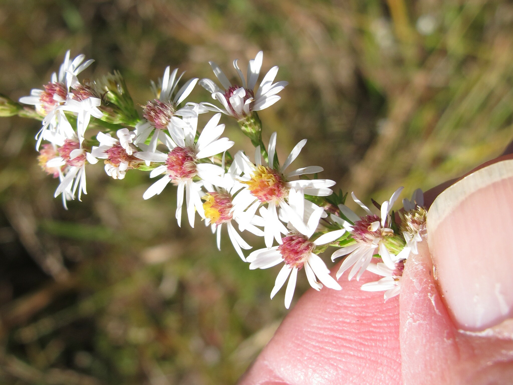 Symphyotrichum racemosum (Elliott) G.L.Nesom