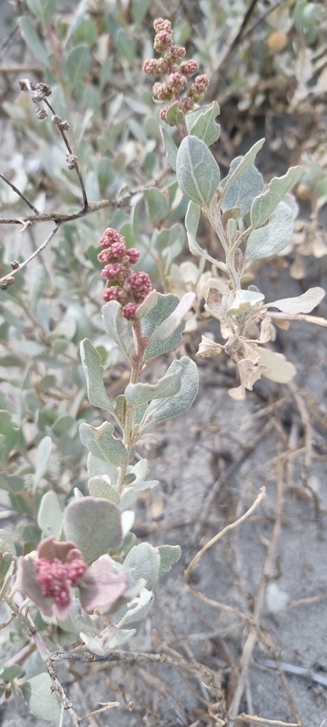 Cape Saltbush from West Coast Peninsula, South Africa on September 24 ...