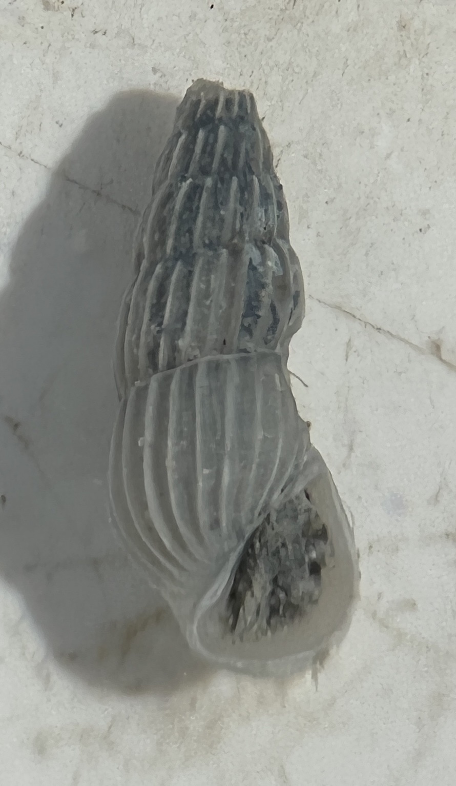 Rissoina d'Orbigny, 1841