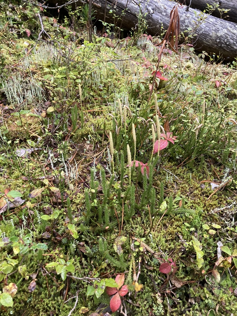arctic stag's-horn clubmoss from Improvement District No. 9, AB T0L ...
