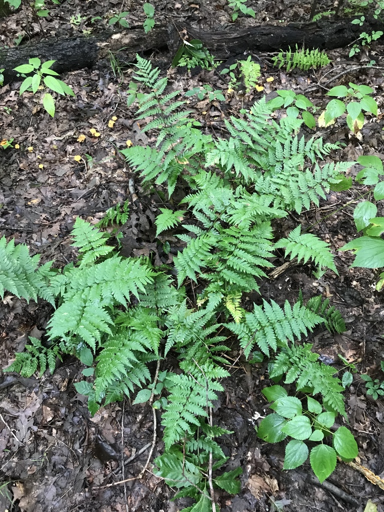 log fern (Dryopteris celsa) - Botanical Realm