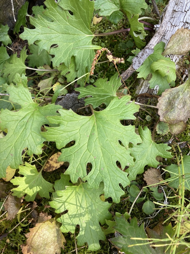 Arctic Butterbur from Improvement District No. 9, AB T0L, Canada on ...