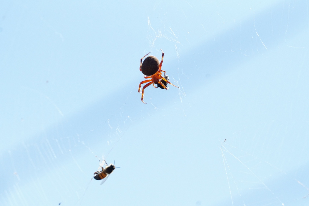 Spotted Orbweaver from Ashby Ave, Los Angeles, CA, US on September 29 ...