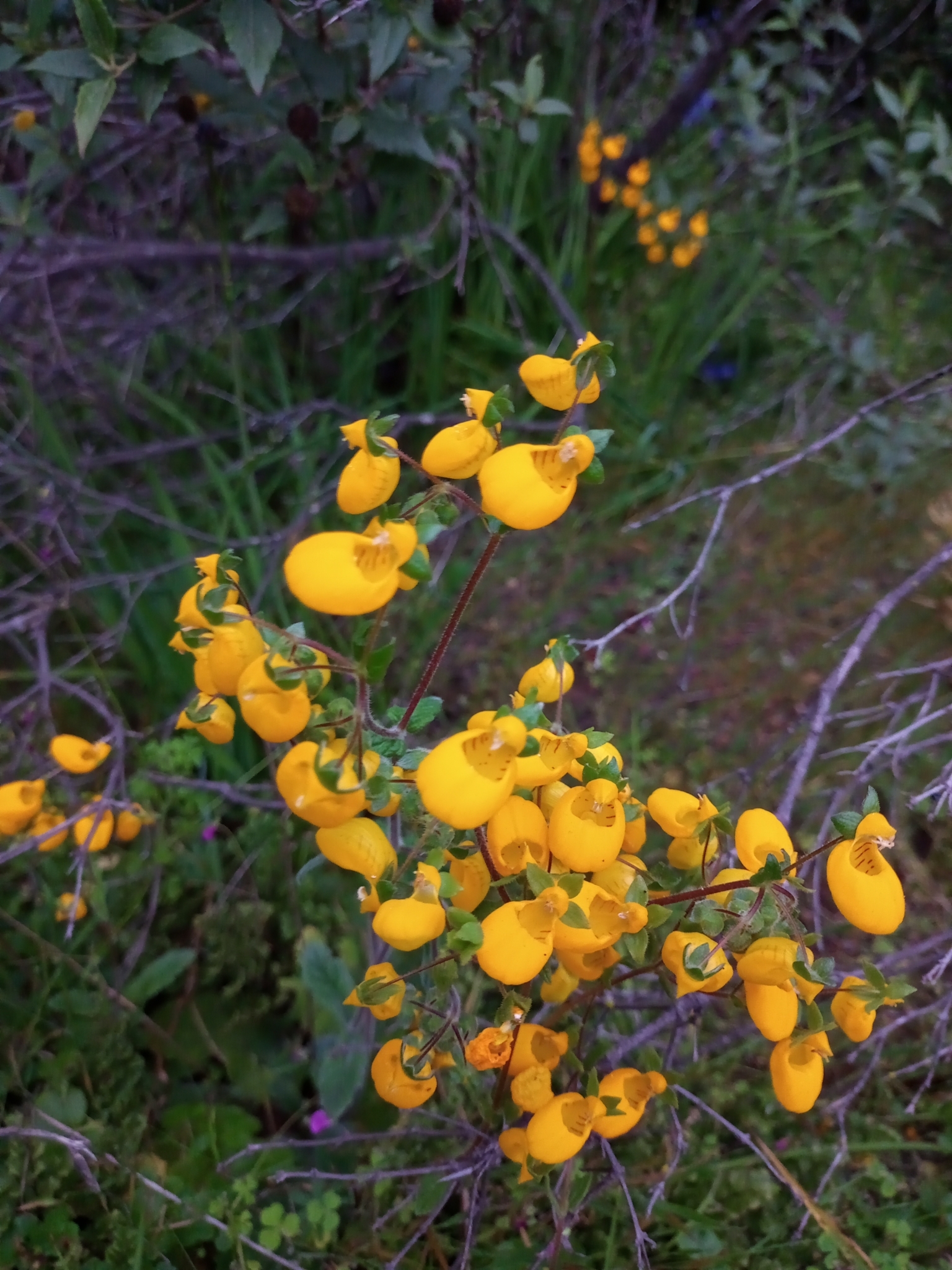 Calceolaria corymbosa Ruiz & Pav.