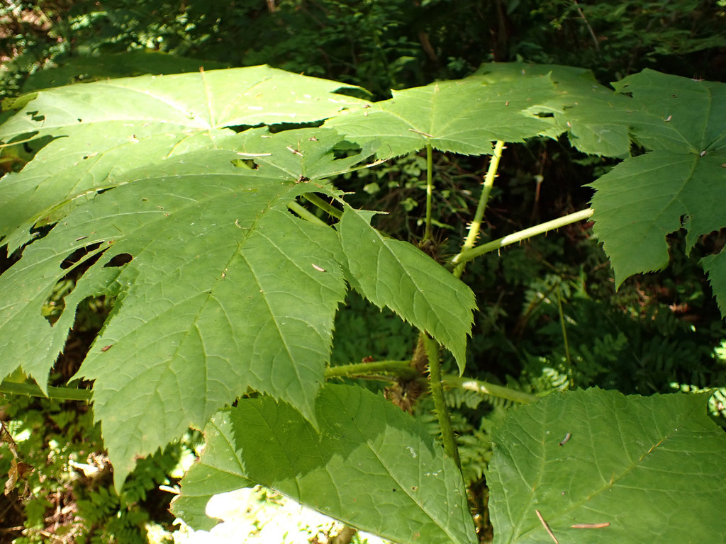 Devil's Club from Central Coast, British Columbia, Canada on September ...