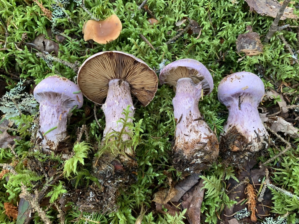 gassy webcap from Saint John County, NB, Canada on September 25, 2022 ...