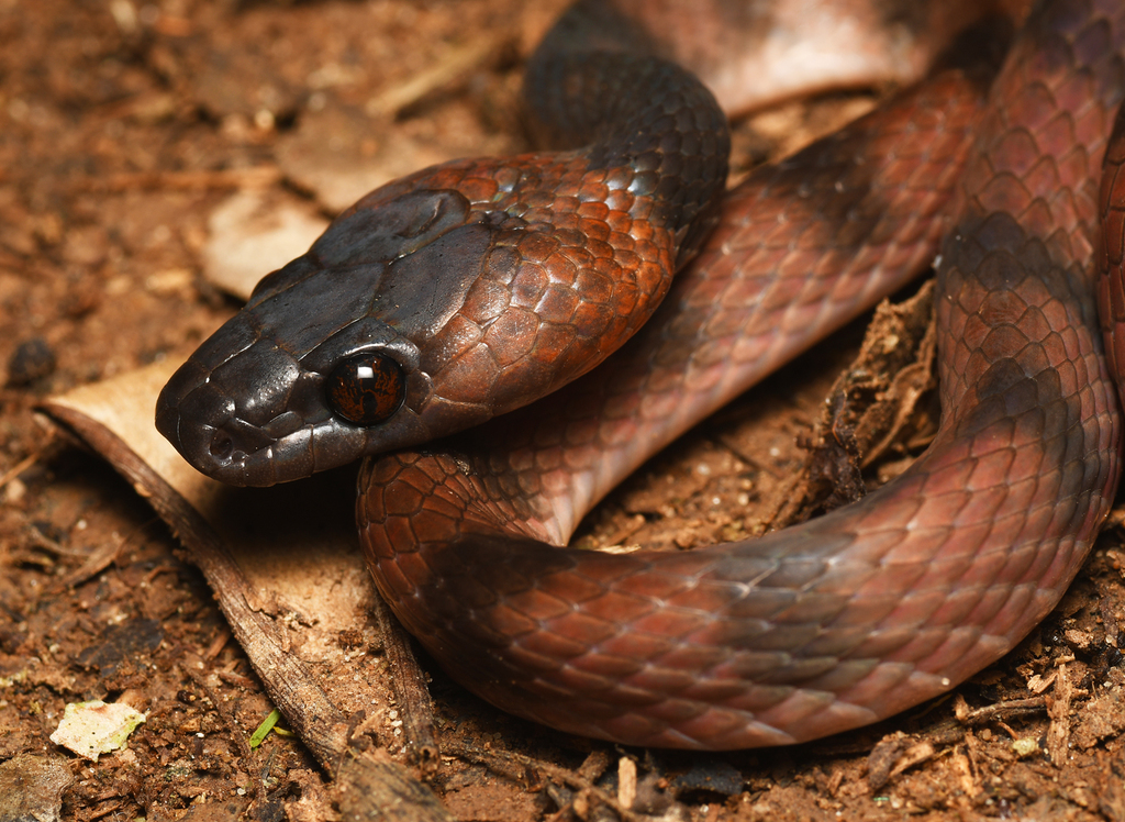 Tropical Flat Snake from Manú Province, Peru on September 21, 2022 at ...