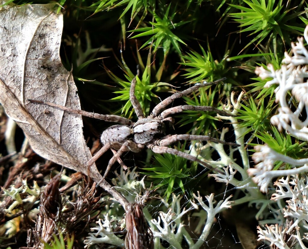 Koch's Wolf Spider from Lennox and Addington County, ON, Canada on ...