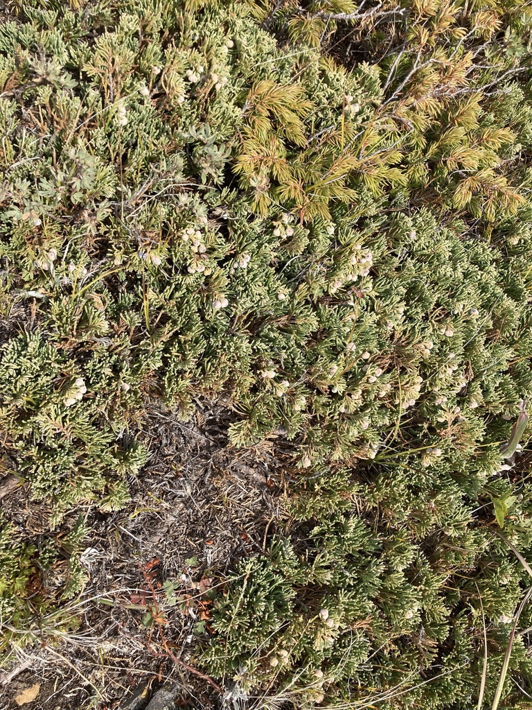 creeping juniper from Ranchland No. 66, AB, Canada on September 18 ...