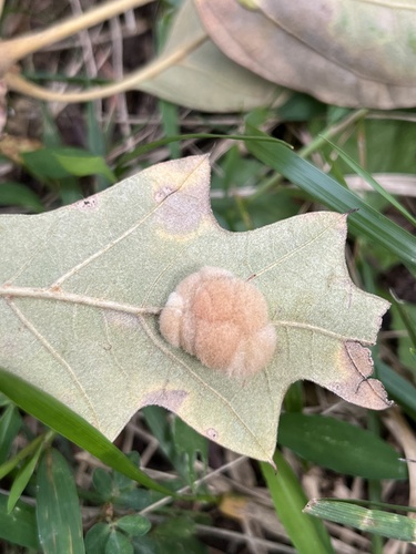 Observations by hydaticus · iNaturalist