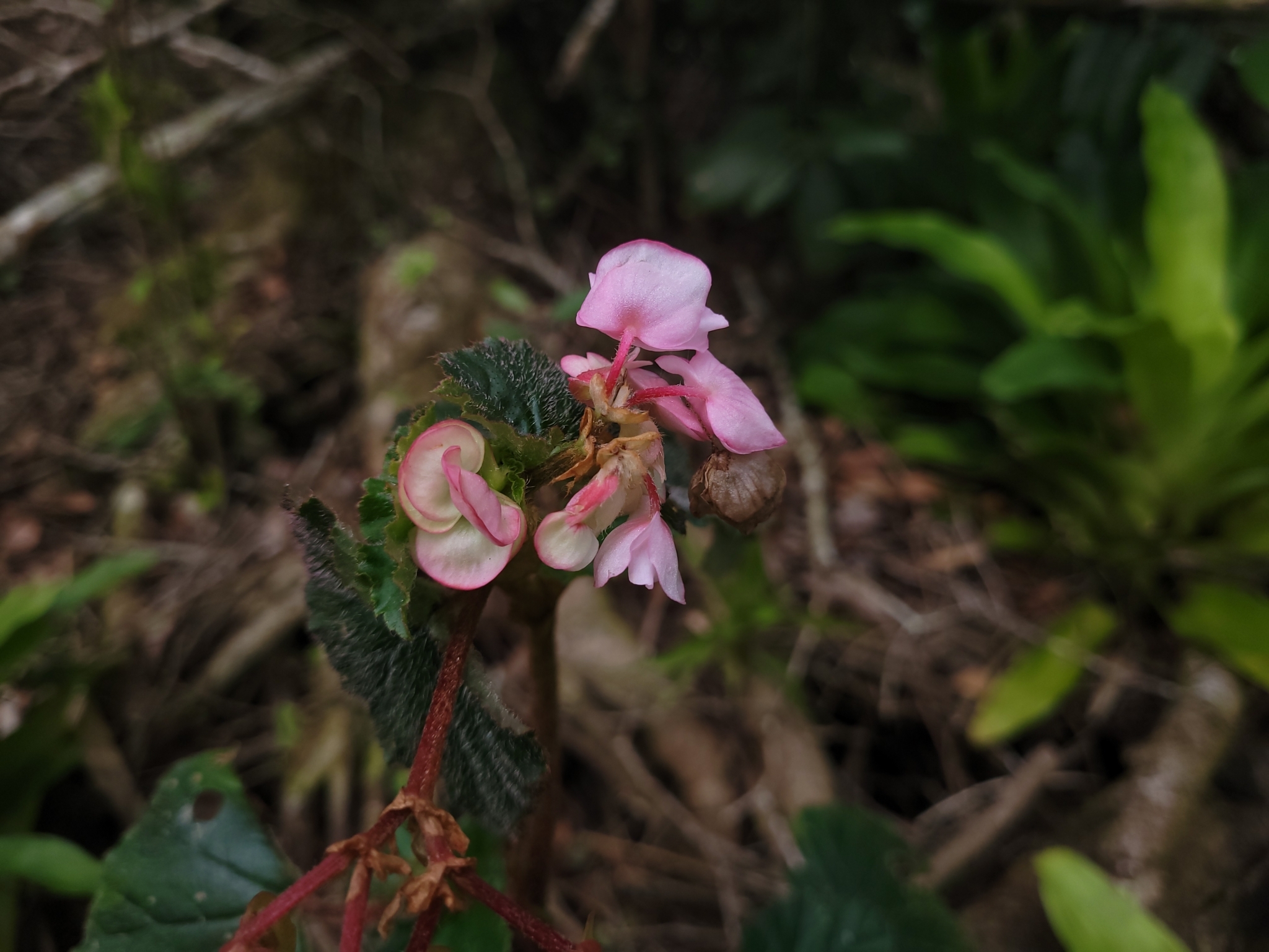 Begonia fischeri Schrank