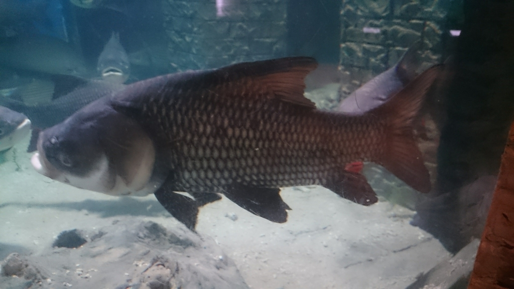 Giant Barb (Catlocarpio siamensis) - Marine Life Identification