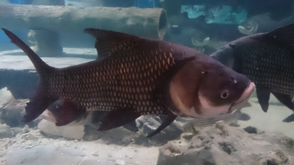 Giant Barb (Catlocarpio siamensis) - Marine Life Identification