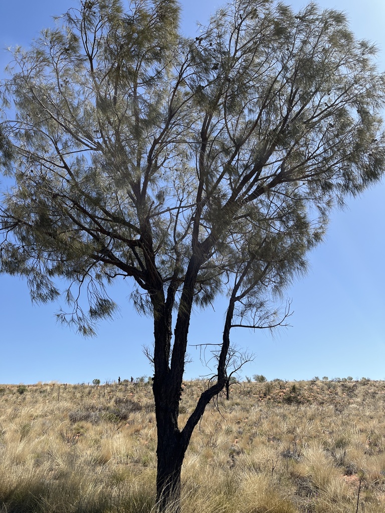 Desert Oak from Uluru-Kata Tjuta, Petermann-Simpson, AU-NT, AU on ...