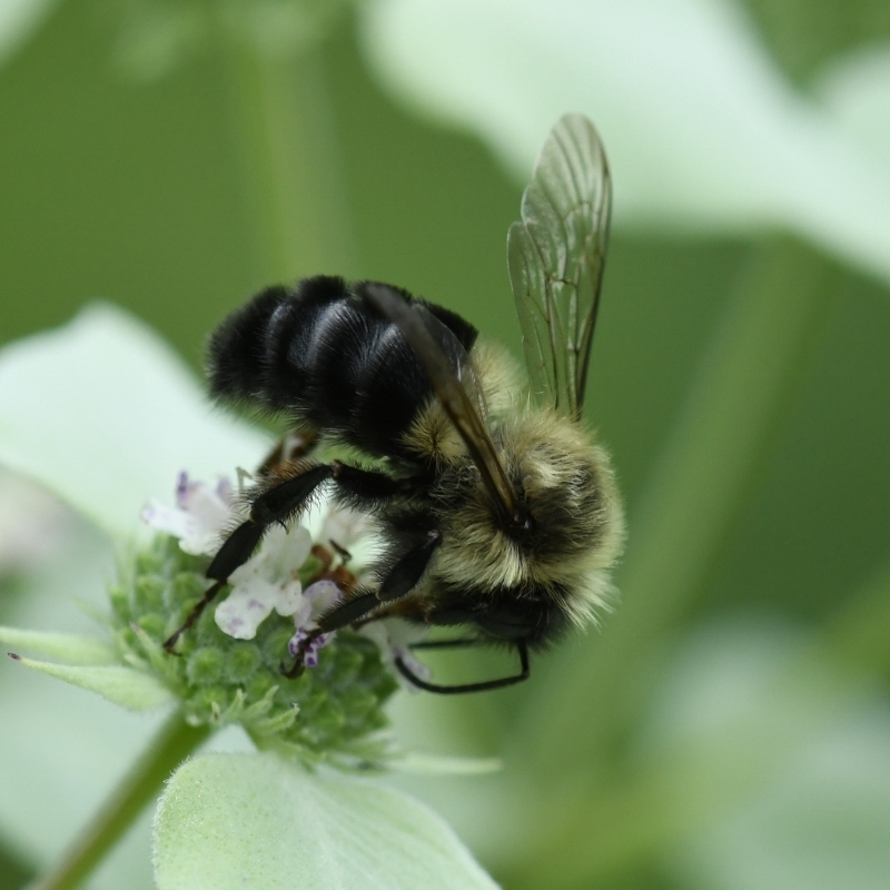 Common Eastern Bumble Bee in August 2022 by roamingthewoods · iNaturalist