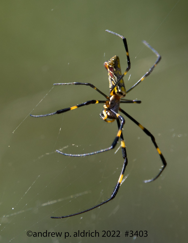 Joro Spider from Sheffield WMA, Paulding County, GA, USA on September ...
