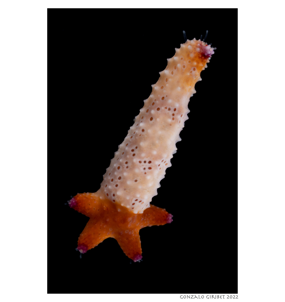 Luzon Sea Star from Guam, Guam on September 28, 2022 at 07:11 PM by ...