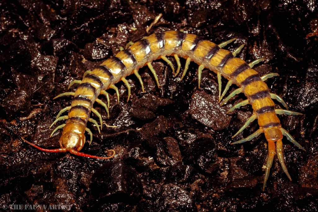 Red-headed Centipede from Rewan, QLD, AU on September 29, 2022 at 01:13 ...