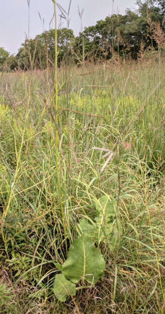 prairie dock from Dundurn B, Hamilton, ON, Canada on August 18, 2018 at ...