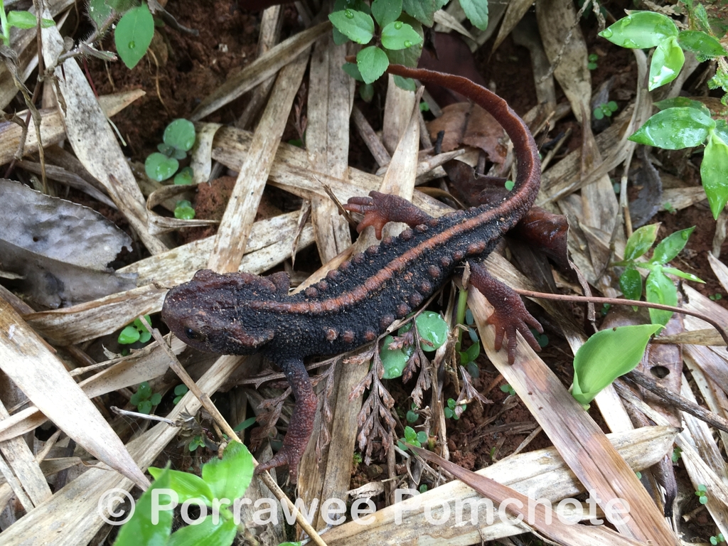 Angular-headed Newt from อุทยานแห่งชาติขุนแจ on May 27, 2017 at 07:41 ...