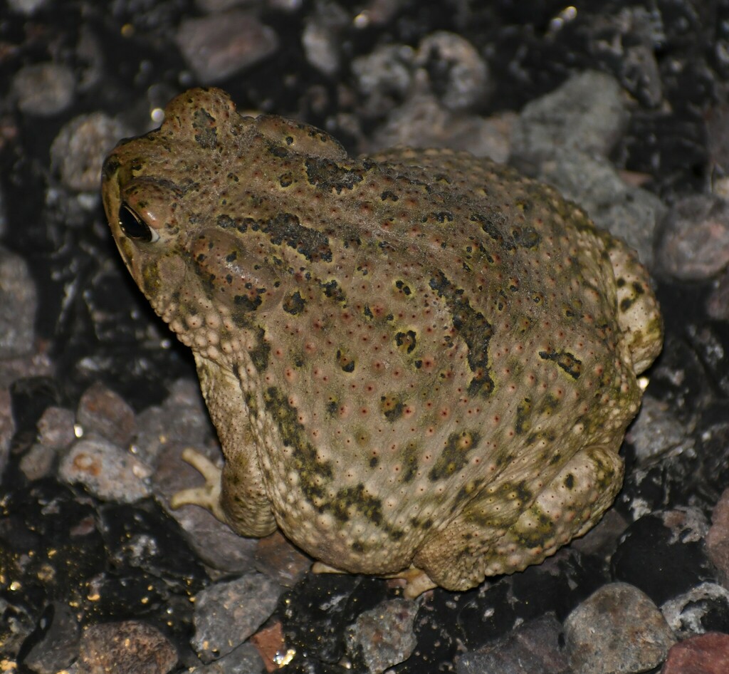 Texas Toad from Brewster County, TX, USA on September 21, 2022 at 10:44 ...