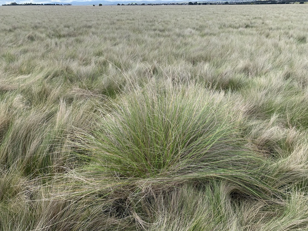 common tussock grass (Poa labillardierei) - Botanical Realm