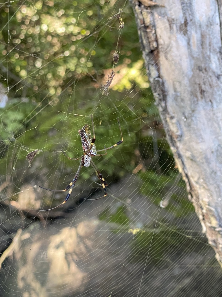 Golden Silk Spider from Autlán de Navarro, JAL, MX on September 25 ...