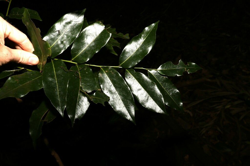 flowering plants from Booyong NSW 2480, Australia on September 26, 2022 ...