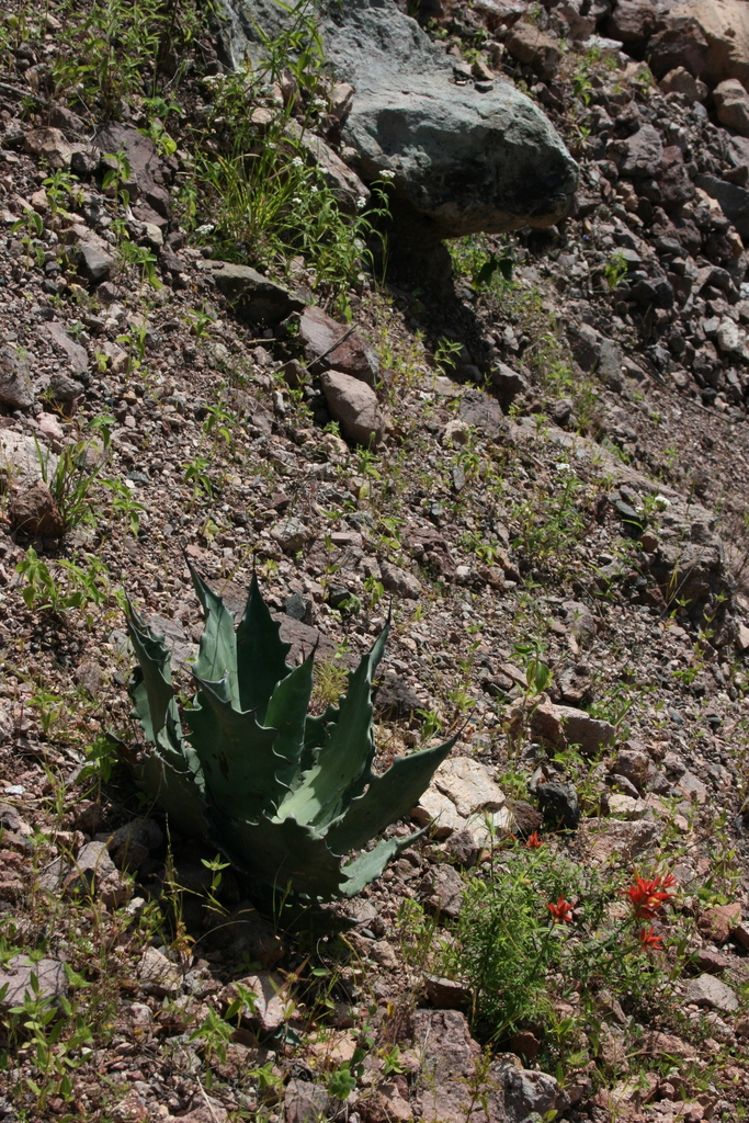 Agave wocomahi in September 2022 by Jesús Manuel Martínez-Calderas ...