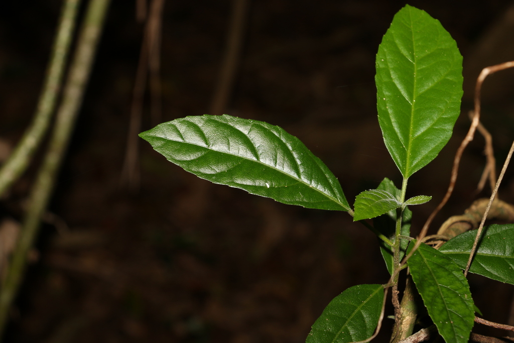 Claoxylon australe from Booyong NSW 2480, Australia on September 26 ...