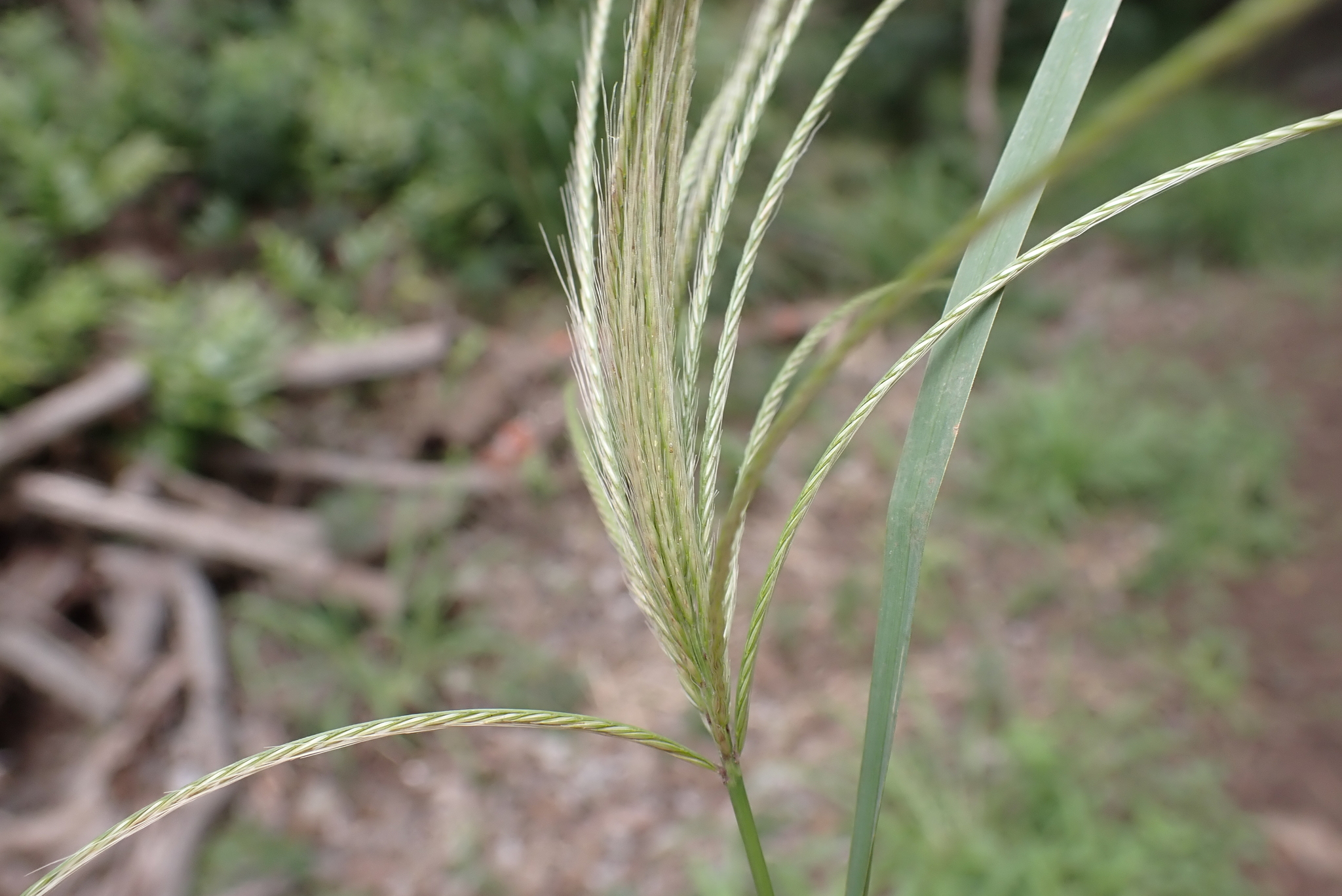 Chloris radiata (L.) Sw.
