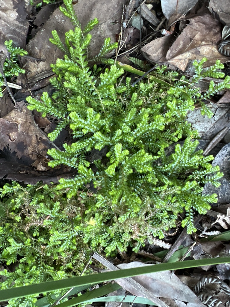 Krauss's clubmoss in September 2022 by Sue Tardif · iNaturalist
