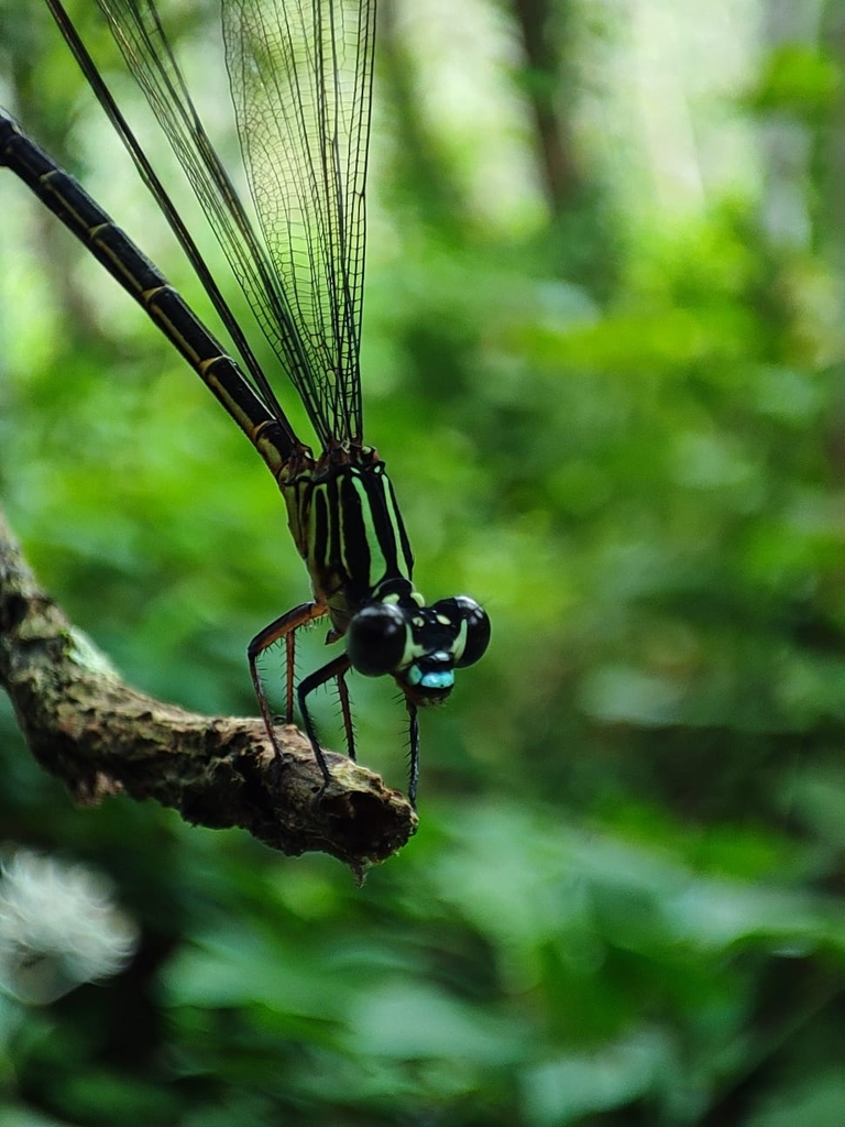 Malabar torrent dart from 4CG8+M77, Chapparapadavu, Kerala 670581 ...
