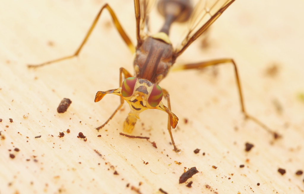 Antler Flies from Madang Province, Papua-Neuguinea on September 18 ...