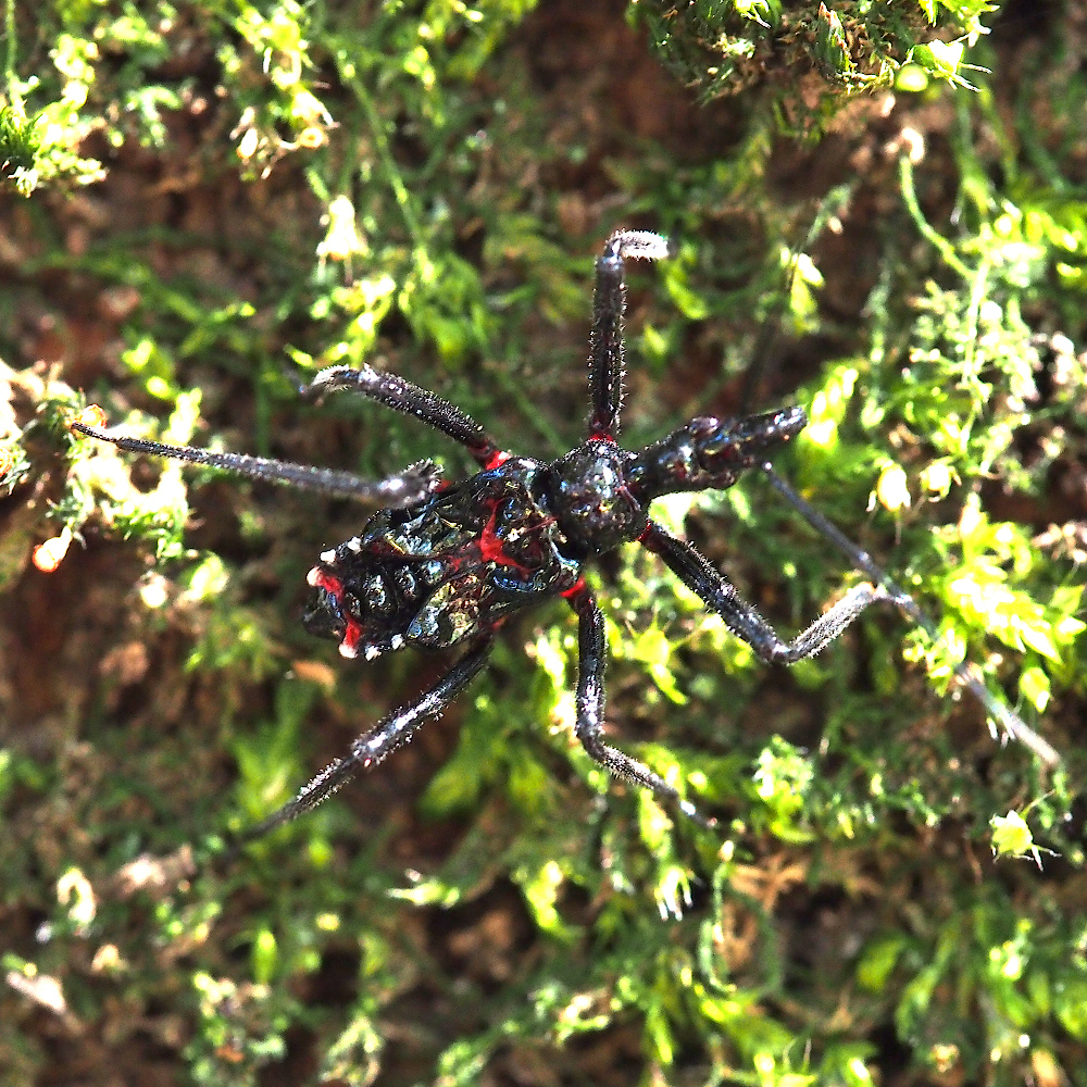 Japanese Assassin Bug from Japan, 〒252-0303 Kanagawa, Sagamihara ...