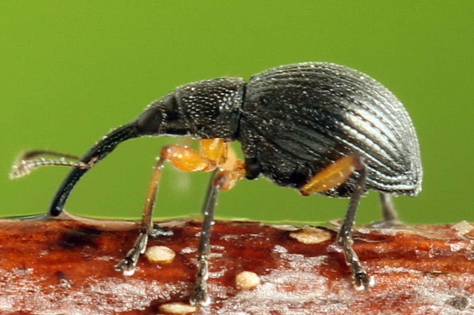 Protapion apricans (Herbst, 1797)