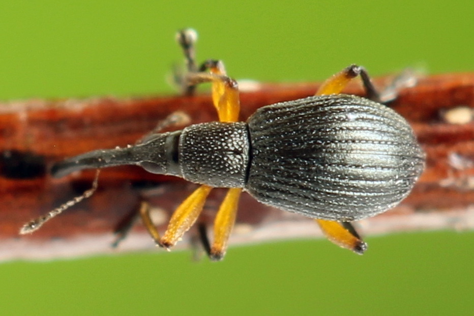 Protapion apricans (Herbst, 1797)