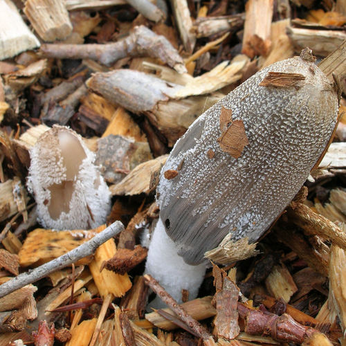 Coprinus lagopus · iNaturalist
