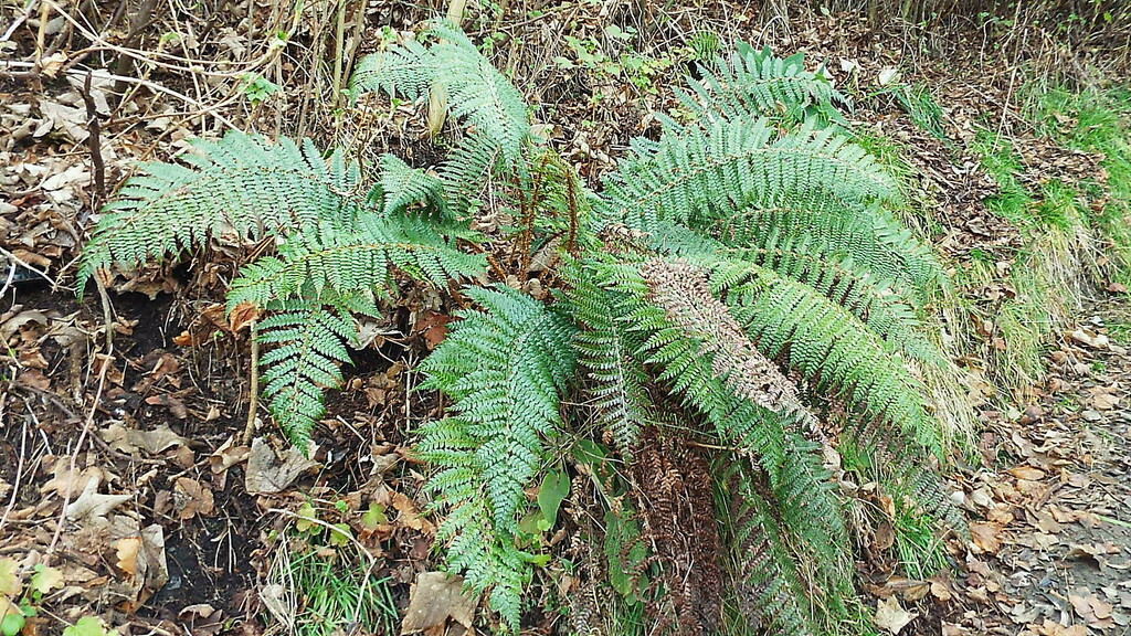 Prickly Shield Fern from Arrowtown 9302, New Zealand on August 30, 2015 ...