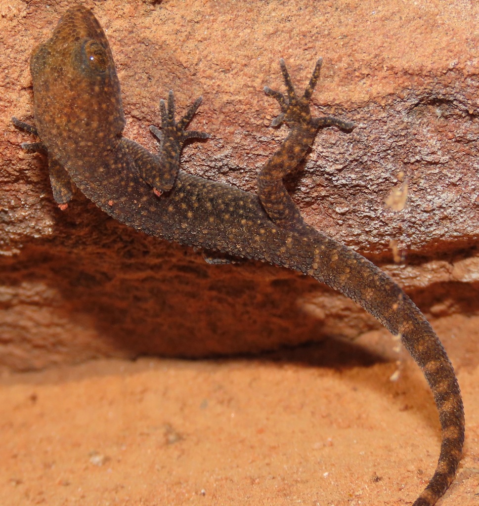 Northern Broad-headed Gecko from Narciso Campero, Cochabamba, Bolivia ...