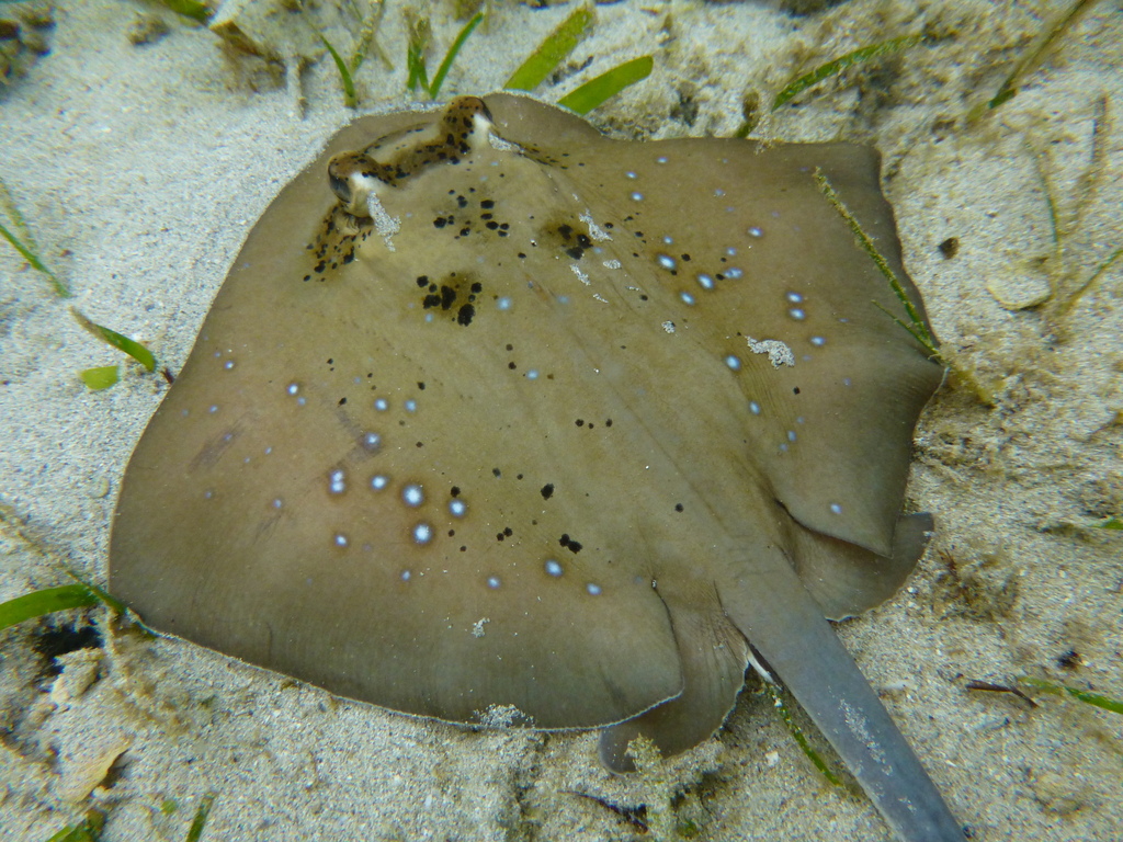 Coral Sea Maskray (Batoids of the World) · iNaturalist