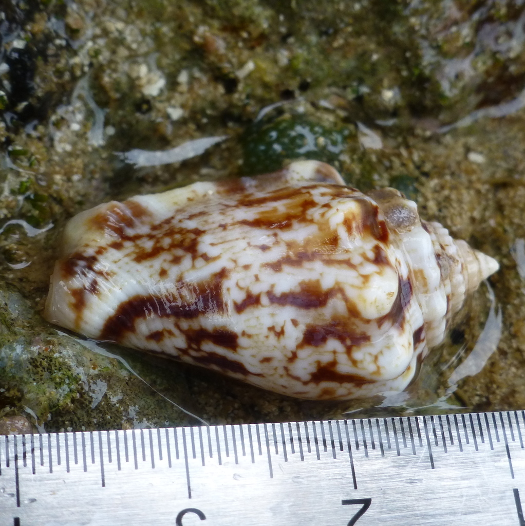 Variable Stromb from Récif Ricaudy, Province Sud, Nouvelle-Calédonie on ...