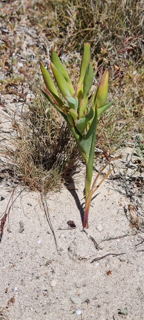 Starfish lily from West Coast Peninsula, South Africa on September 27 ...