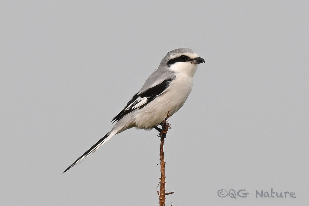Chinese Grey Shrike from 南汇东滩 on September 23, 2022 at 07:48 AM by Wang ...